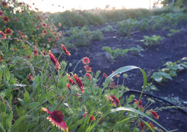 Intercropping - Edible Dallas and Fort Worth