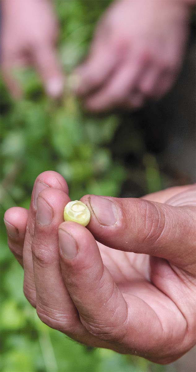 The Urban Harvest - Edible Dallas and Fort Worth