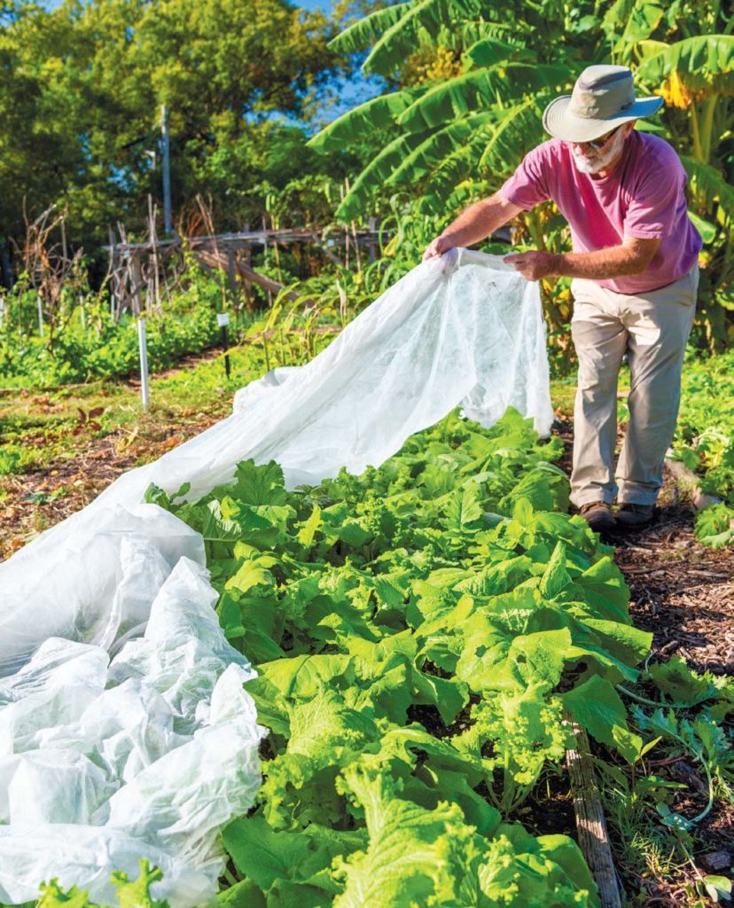 The Fourth Season Winter Gardening - Edible Dallas and Fort Worth