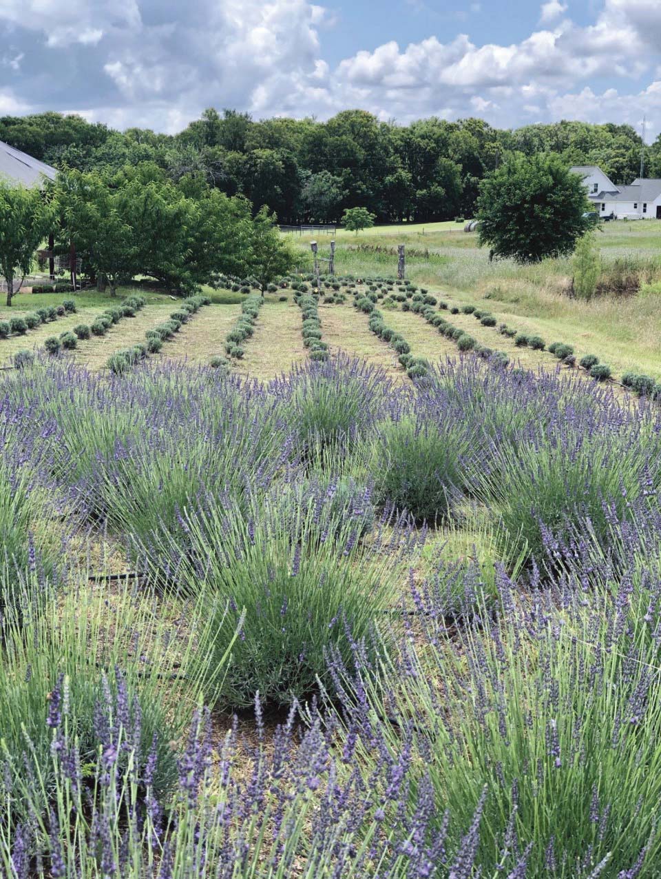Lavender Fields Forever - Edible Dallas and Fort Worth