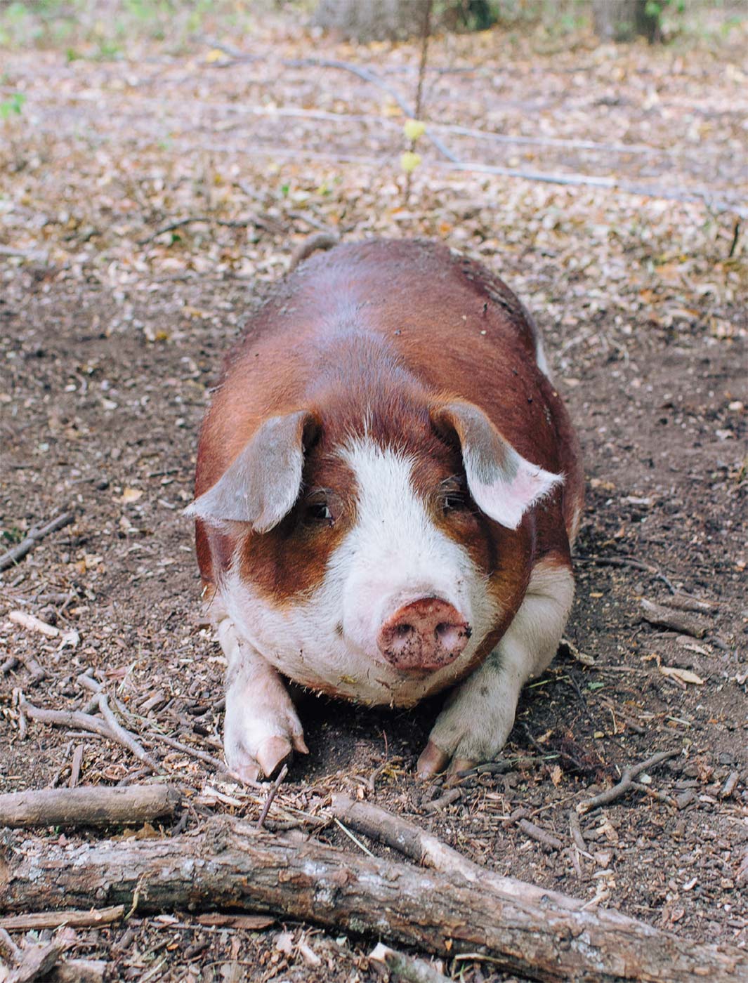 Prairie Farmstead: Rooted in History - Edible Dallas and Fort Worth