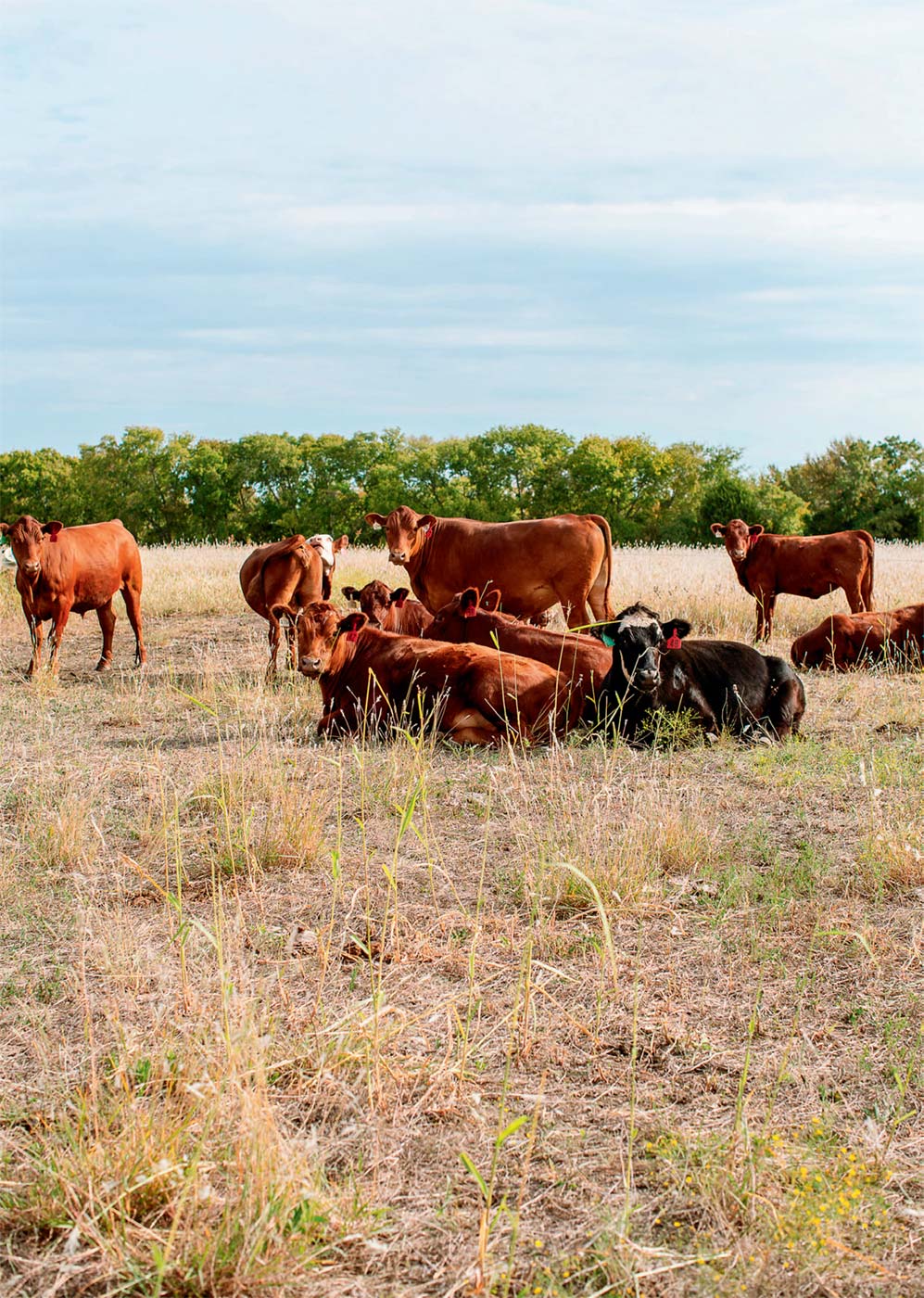 Prairie Farmstead: Rooted in History - Edible Dallas and Fort Worth