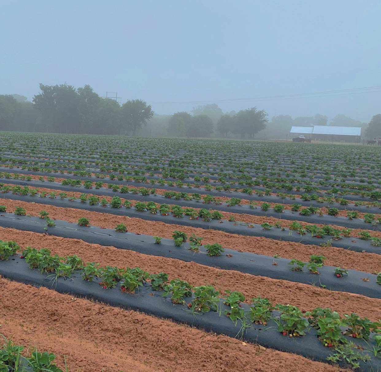 Pick Your Own: Harvesting Fun! - Edible Dallas and Fort Worth