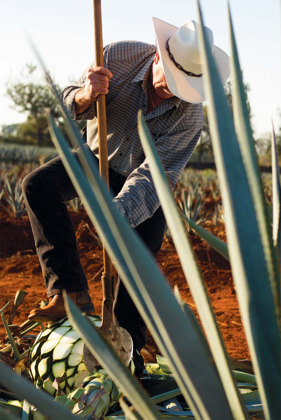Distilling the Succulent Difference - Edible Dallas and Fort Worth