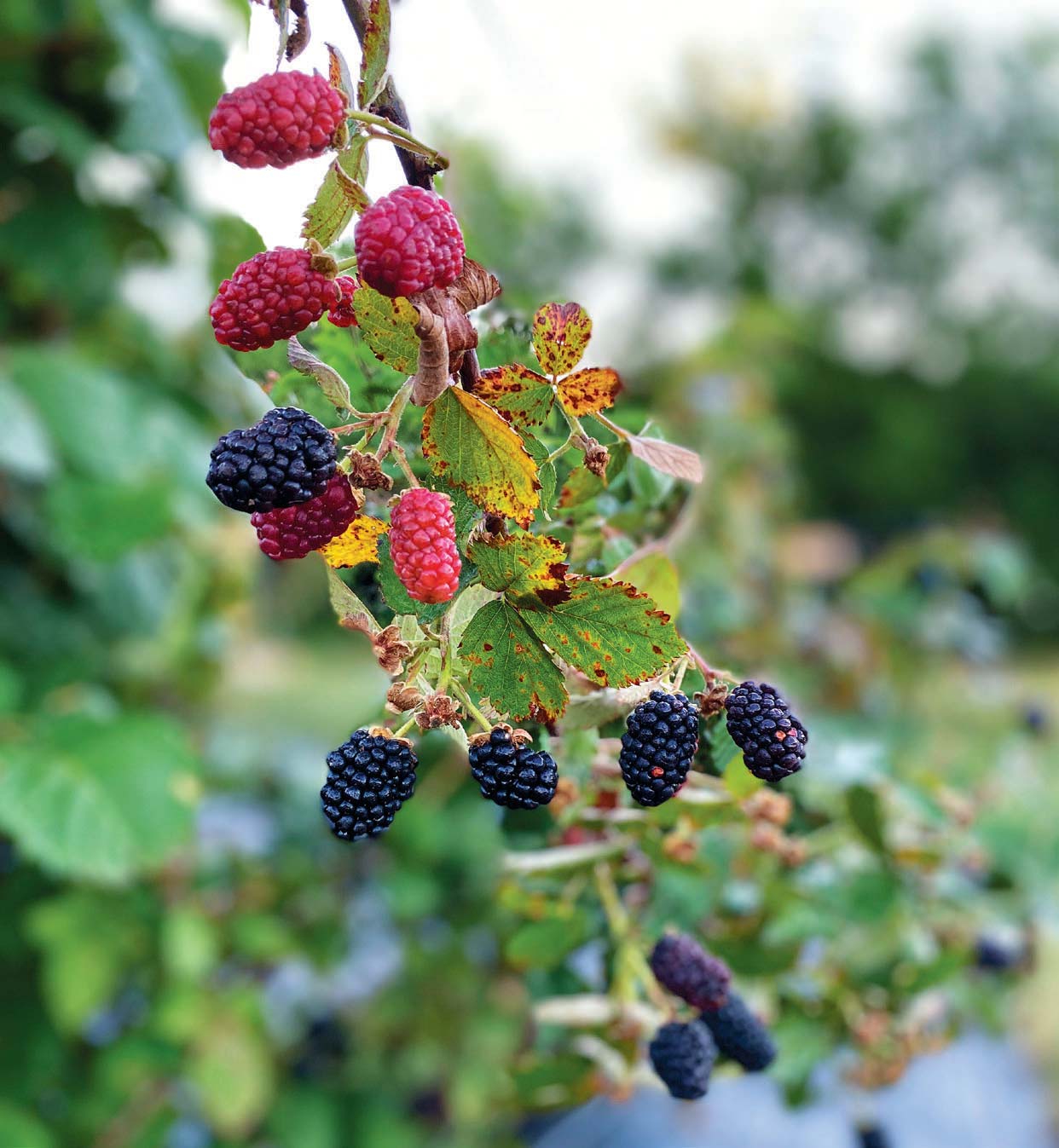 Pick Your Own: Harvesting Fun! - Edible Dallas and Fort Worth
