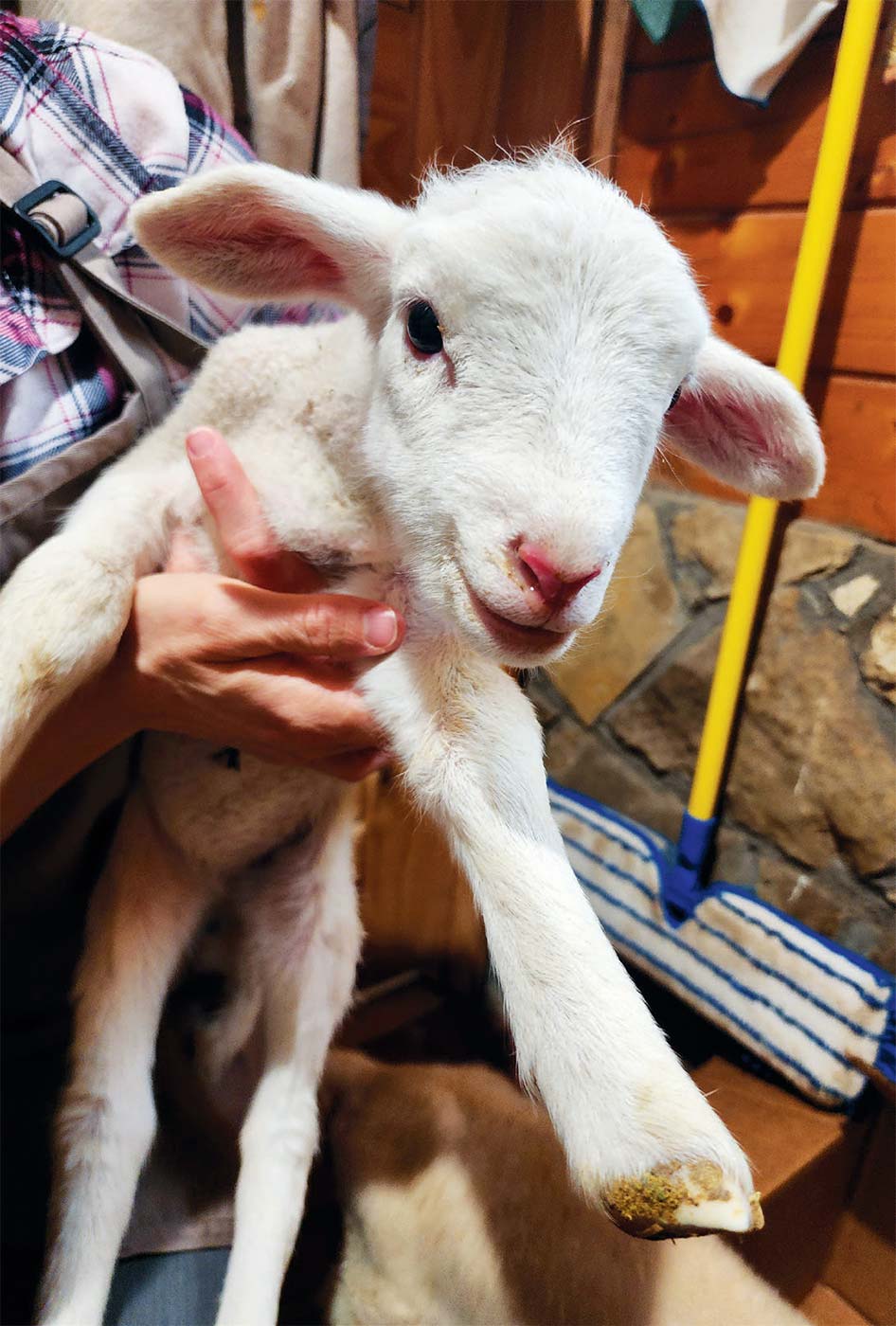 Sheepishly Yours - Edible Dallas and Fort Worth