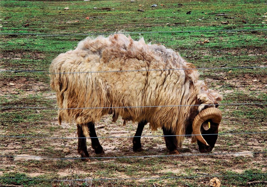 Sheepishly Yours - Edible Dallas and Fort Worth