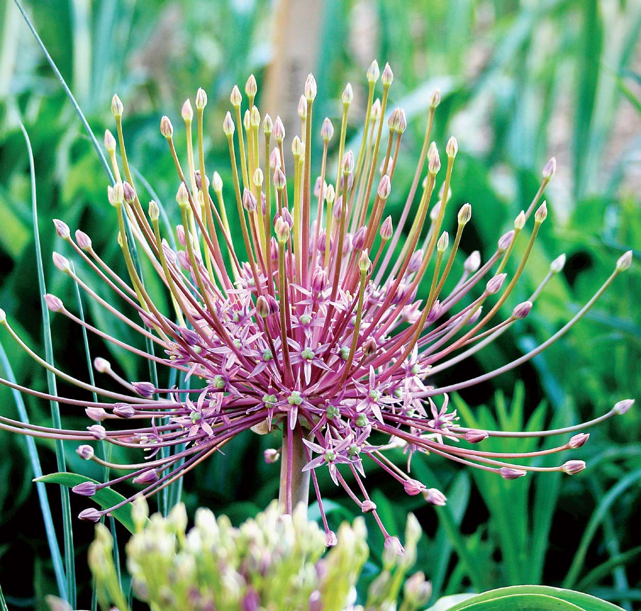 Falling for Alliums - Edible Dallas and Fort Worth