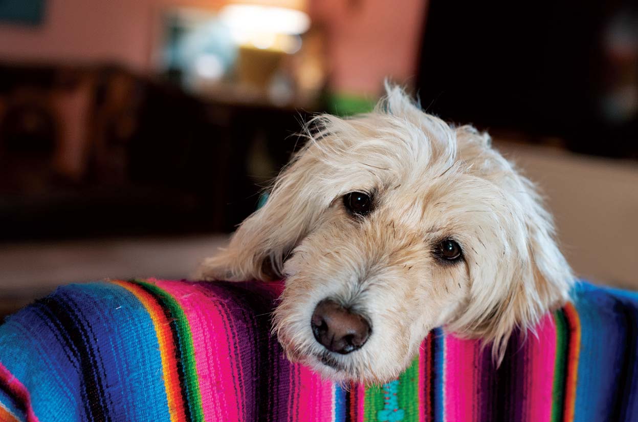 Living the Dream - Edible Dallas and Fort Worth