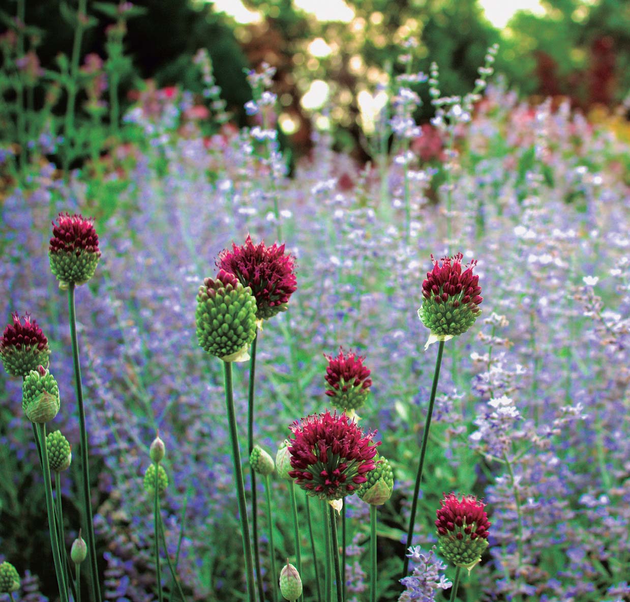 Falling for Alliums - Edible Dallas and Fort Worth