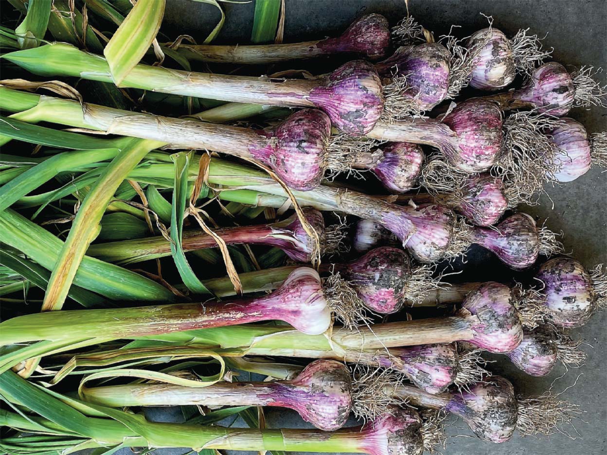 Falling for Alliums - Edible Dallas and Fort Worth