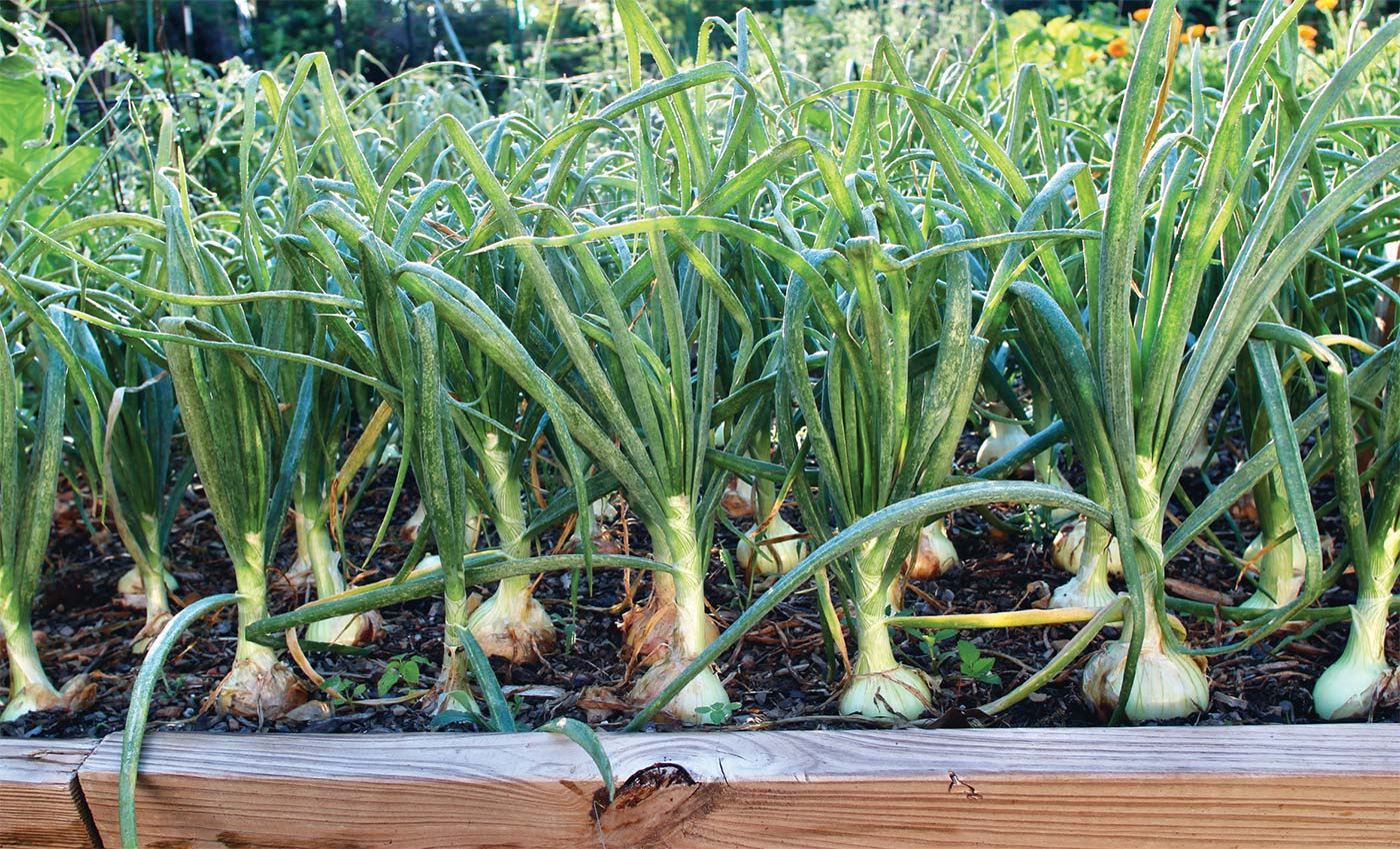 Falling for Alliums - Edible Dallas and Fort Worth