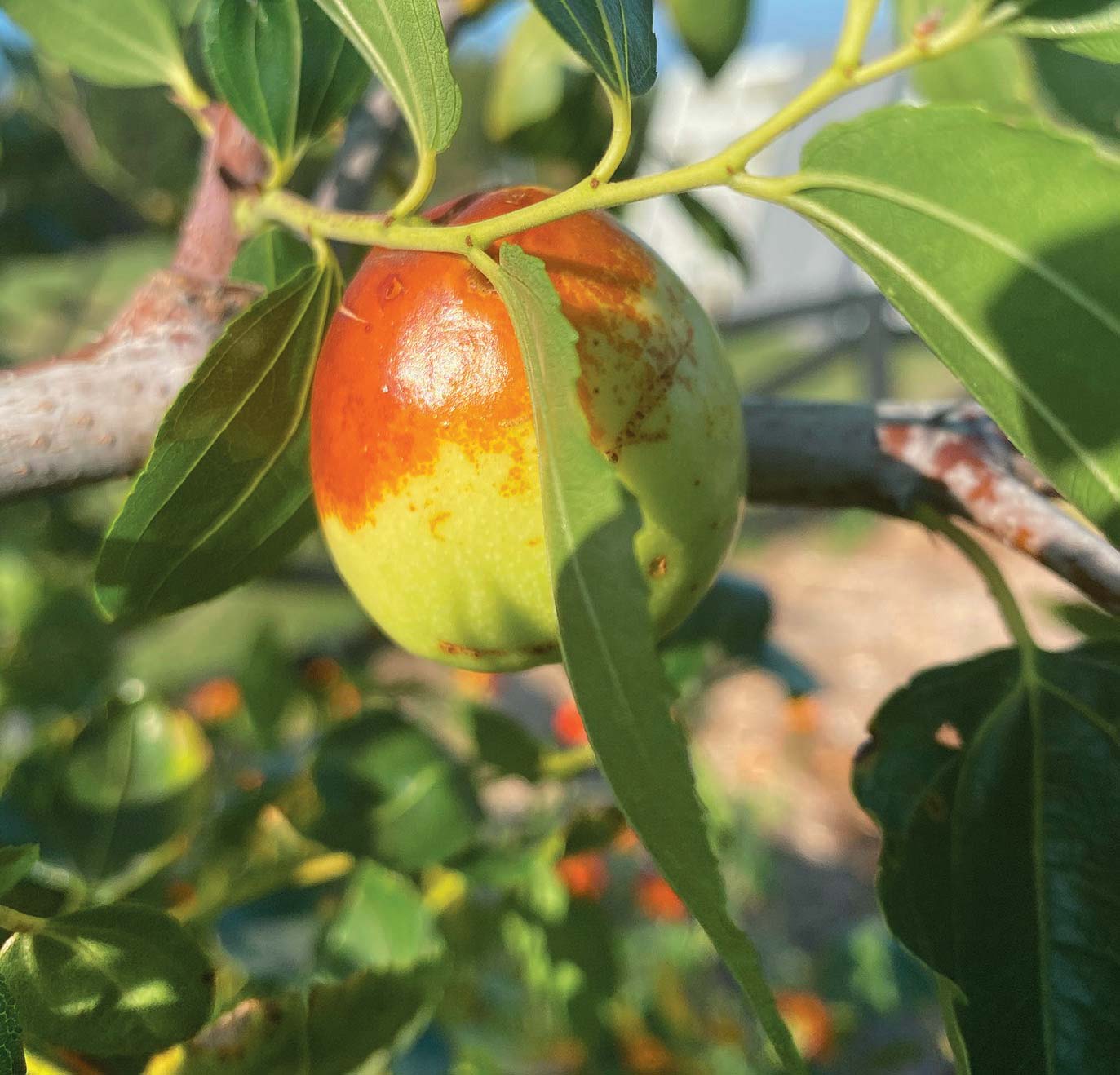 Bearing Fruit with Bare-Root Trees - Edible Dallas and Fort Worth