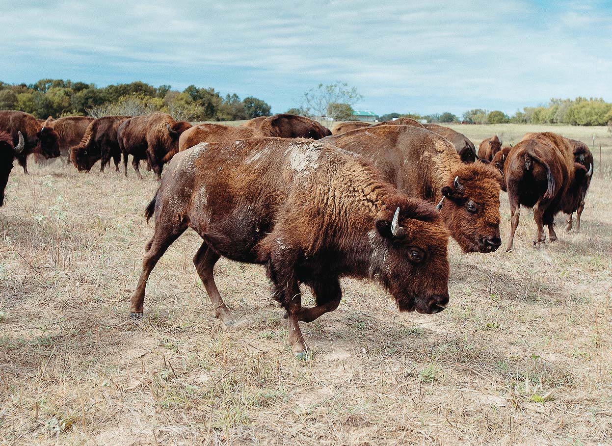 North American Bison Come Home to Texas - Edible Dallas and Fort Worth