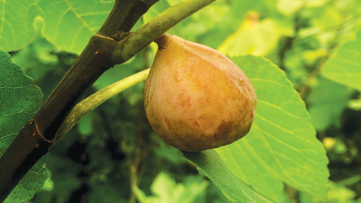 Bearing Fruit with Bare-Root Trees - Edible Dallas and Fort Worth