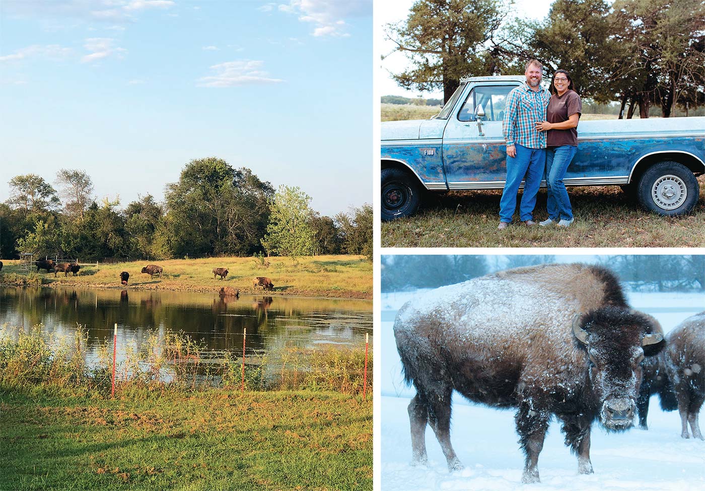 North American Bison Come Home to Texas - Edible Dallas and Fort Worth