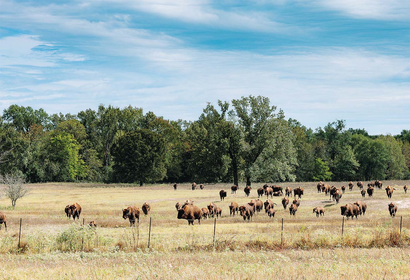 North American Bison Come Home to Texas - Edible Dallas and Fort Worth