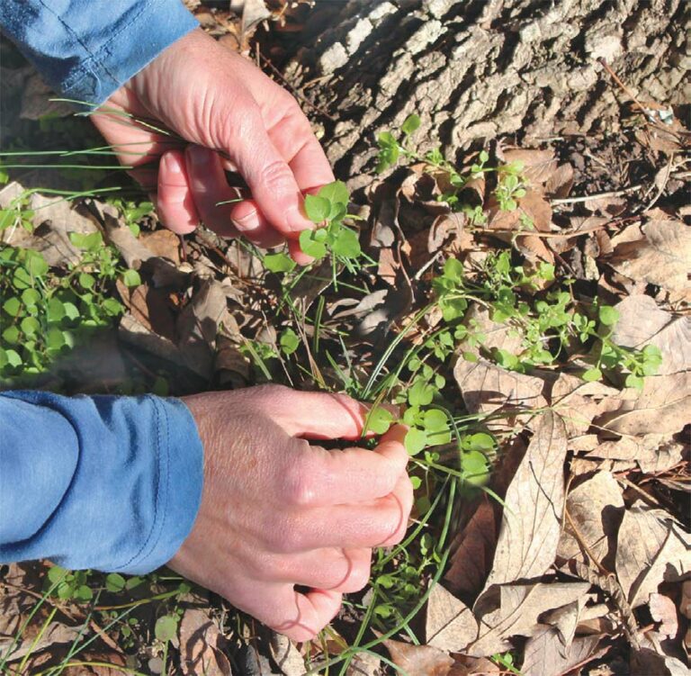 Wild About Foraging - Edible Dallas and Fort Worth